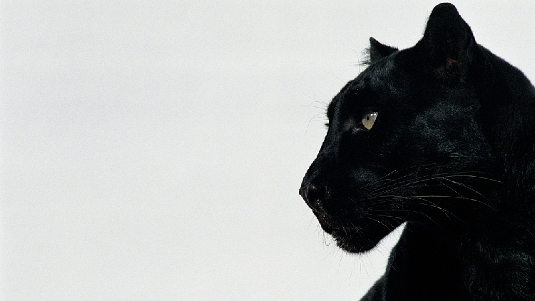 The beauty of the color black - CGTN