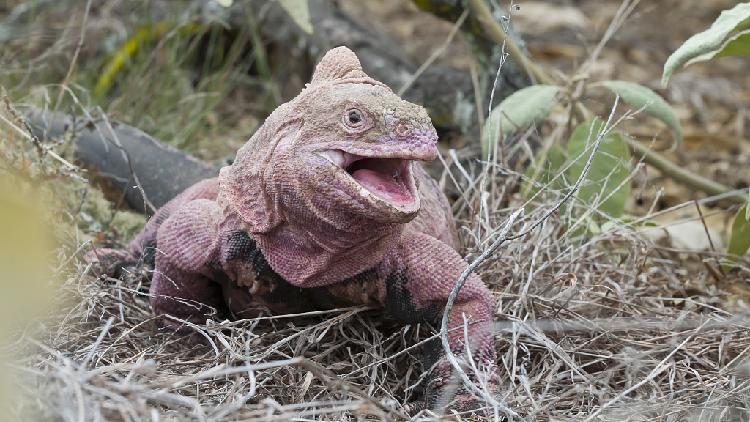 Critically endangered lizard safe from volcano eruption - CGTN