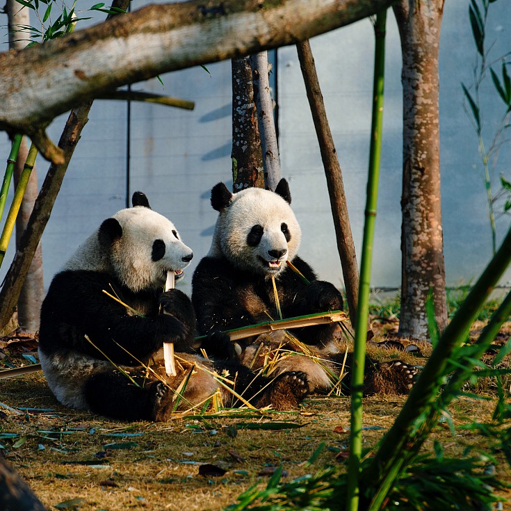 Live: Cute alert! Giant pandas playing at Chengdu Panda Base - CGTN