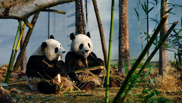 Live: Cute alert! Giant pandas playing at Chengdu Panda Base - CGTN