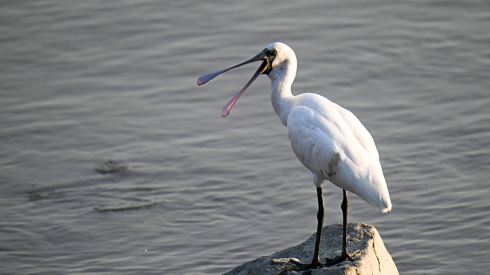 World Record Spoonbill