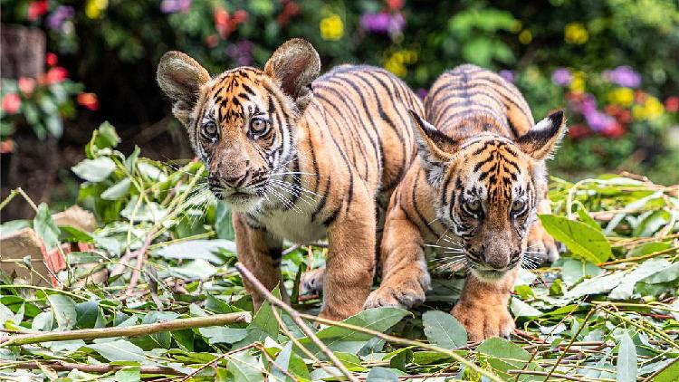 Live: South China tiger cubs turn one month old – Ep. 4 - CGTN
