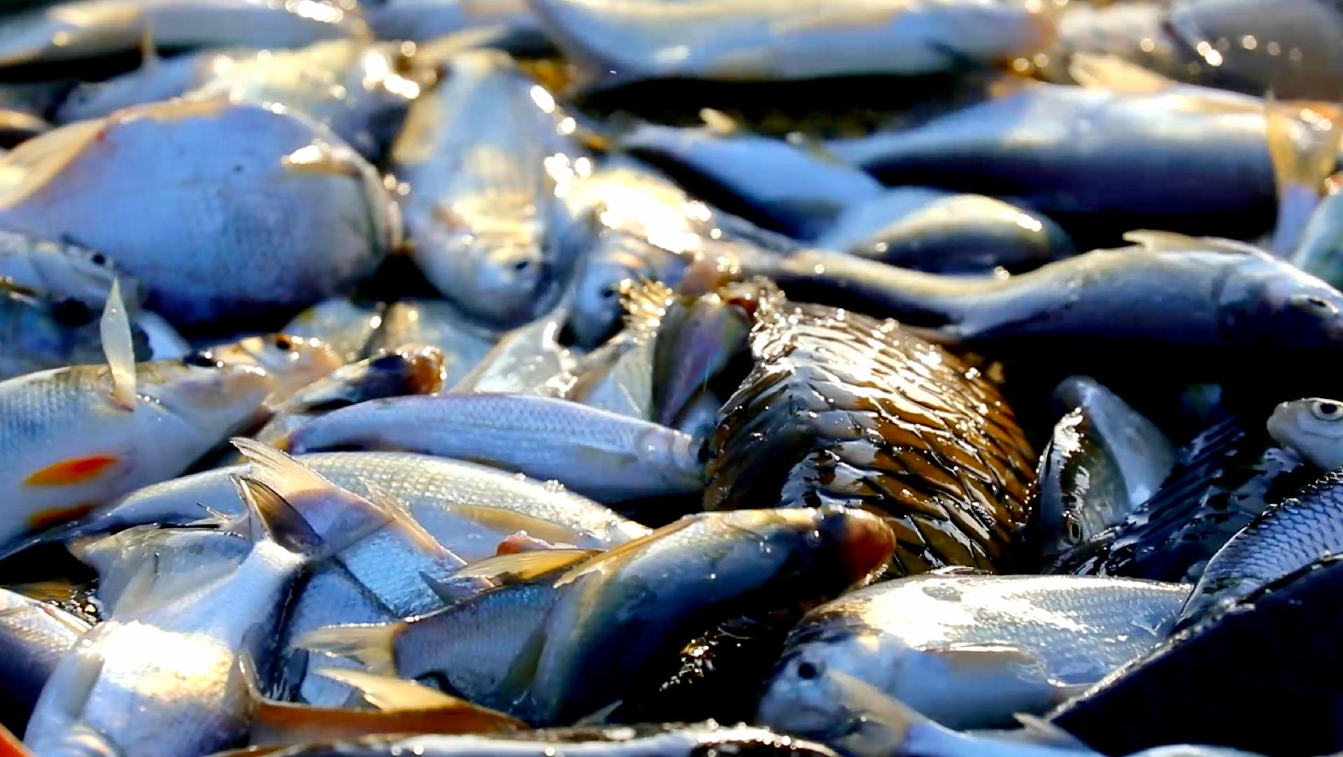 Live: Winter fishing underway in Xinjiang - CGTN