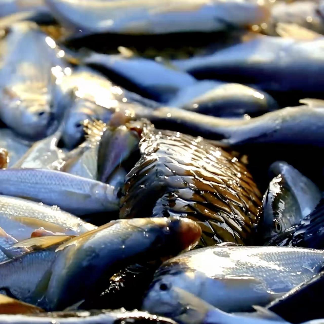Live: Winter fishing underway in Xinjiang - CGTN