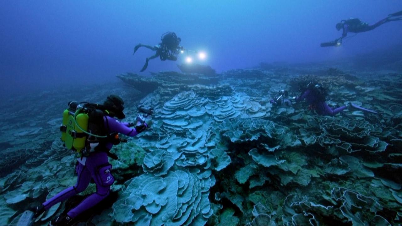 Giant coral reef discovered off Tahiti - CGTN
