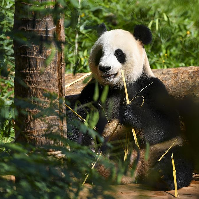Live: Panda brothers play at Hainan Tropical Wildlife Park - CGTN