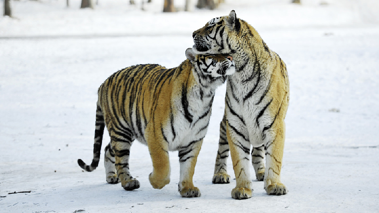The Siberian tiger: One of the world's largest cats - CGTN