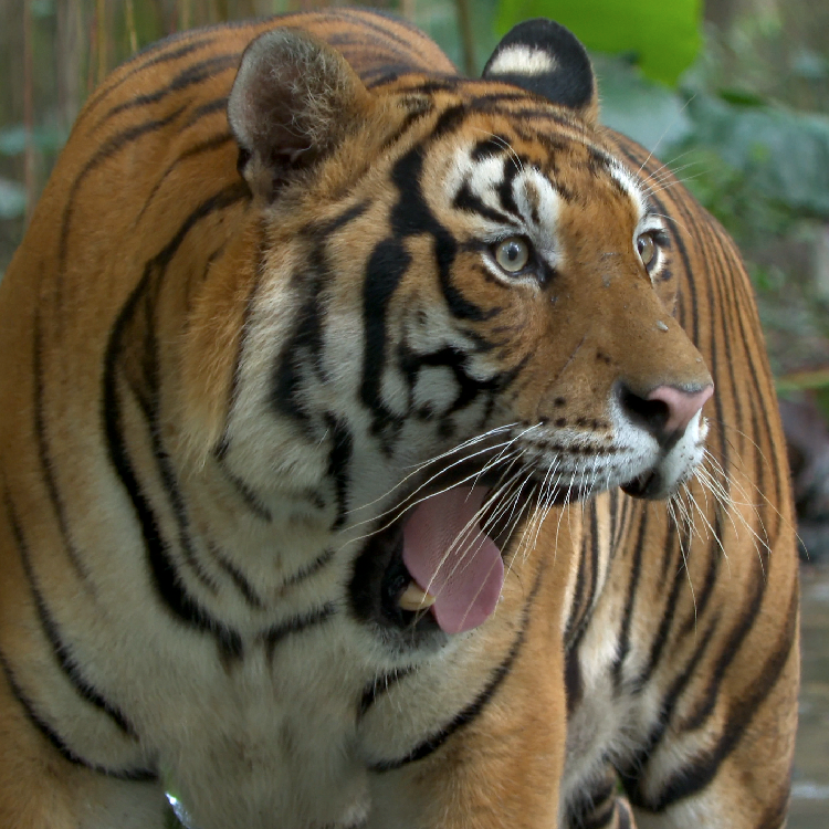Animals From Malaysia