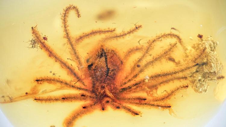 Scientists discover 100-mln-year-old fossil flowers preserved in amber ...