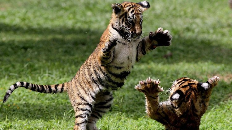 The Bengal Tiger: One of the biggest wild cats alive today - CGTN