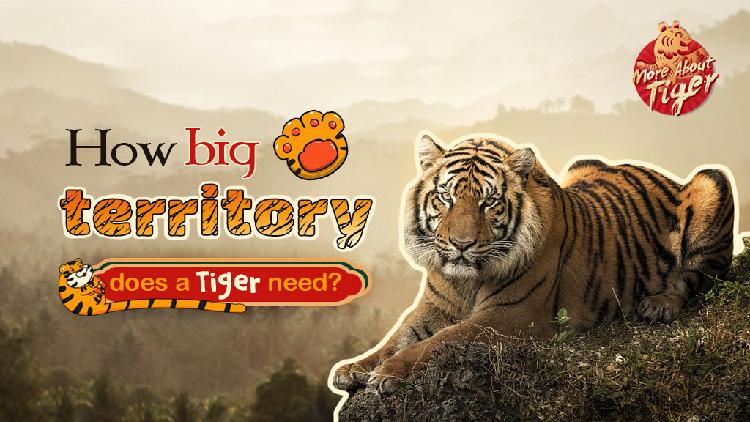 More About Tiger: How much space does a tiger need? - CGTN