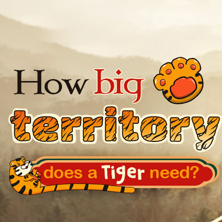 More About Tiger: How much space does a tiger need? - CGTN