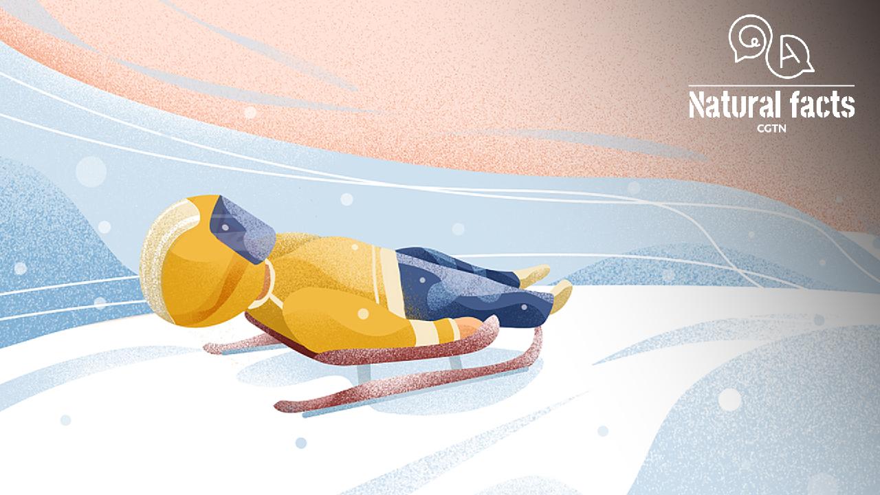 Natural Facts – Q&A: Can a luge track be built on a southern slope? - CGTN