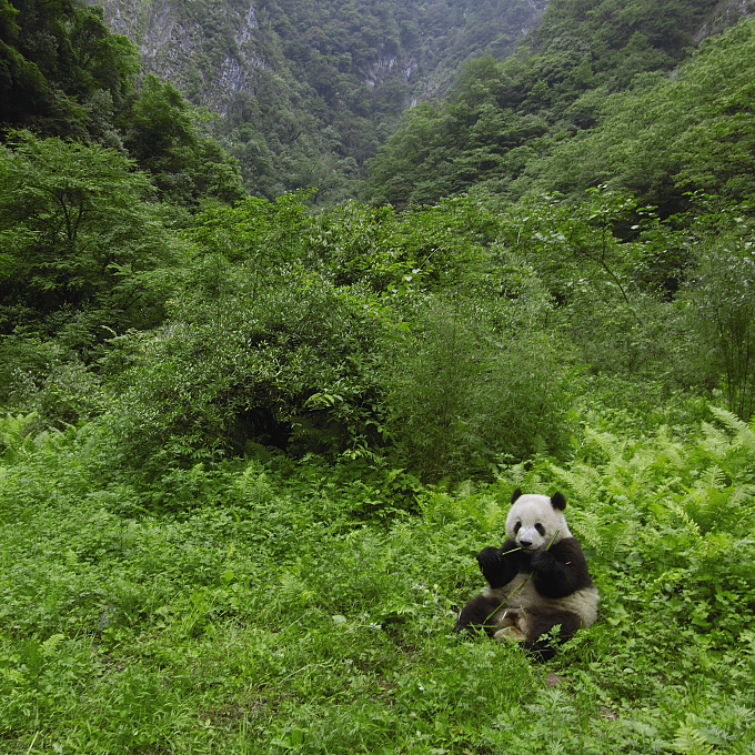 Giant Panda National Park launches boundary marking in Sichuan - CGTN