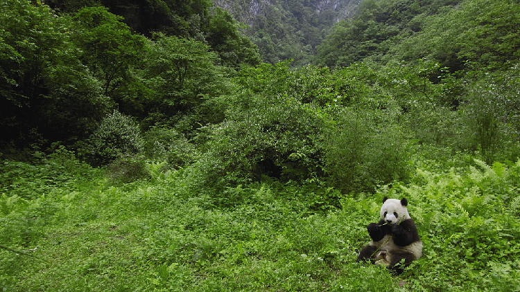 Giant Panda National Park launches boundary marking in Sichuan - CGTN