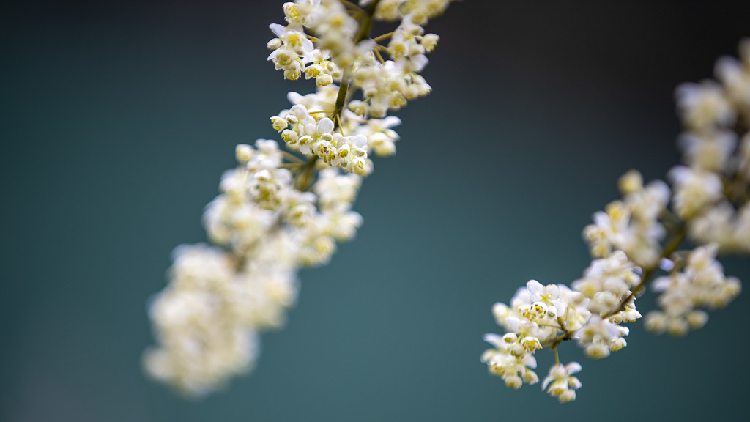 Pungent litse: A secret spice that makes a famous sour fish dish tasty ...