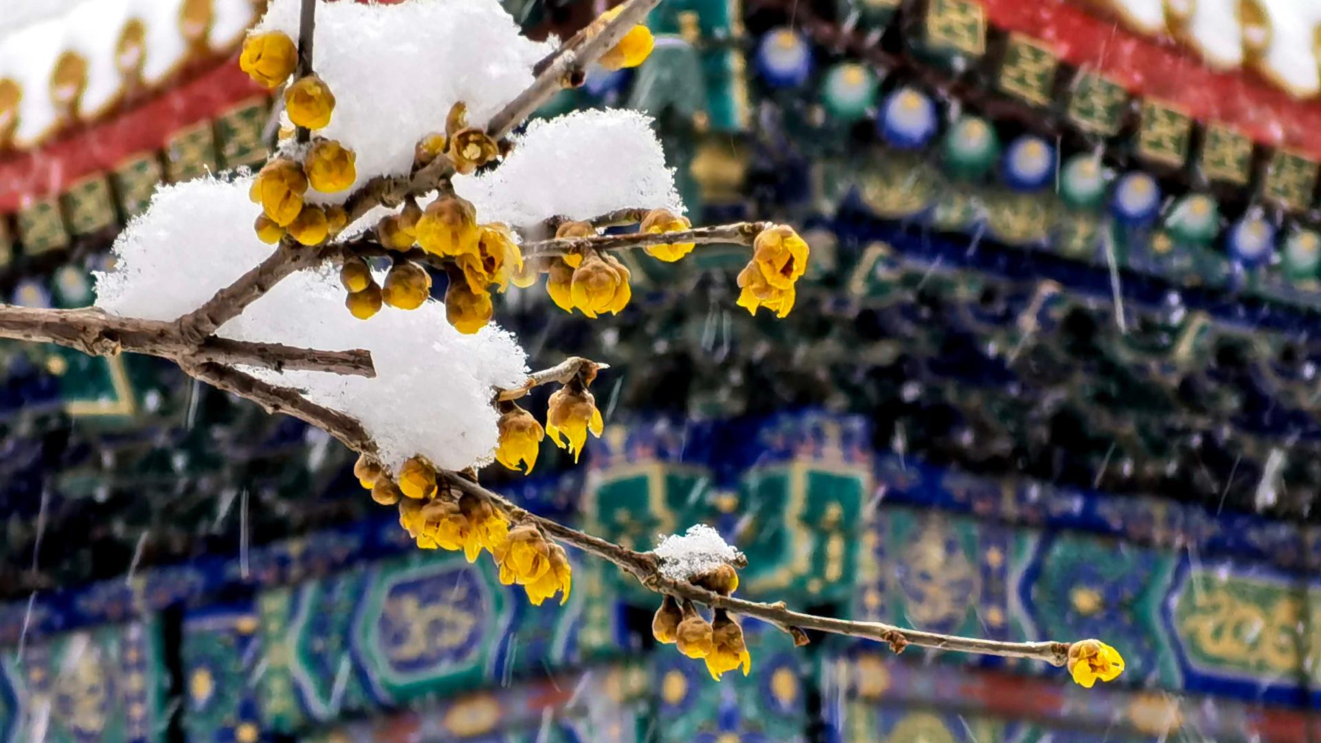 First snow of Year of the Tiger in Beijing adorns wintersweet blossoms ...