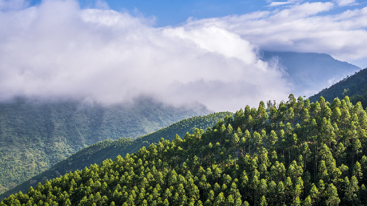 China's forestry industry output to reach 9t yuan by 2025 - CGTN