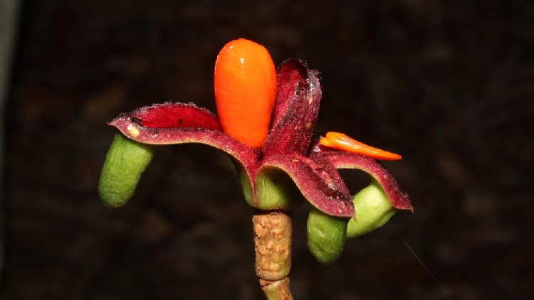 Newly discovered plant in Brazilian Amazon threatened with extinction ...