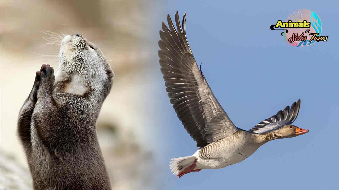 Animals and solar terms: Yushui - CGTN