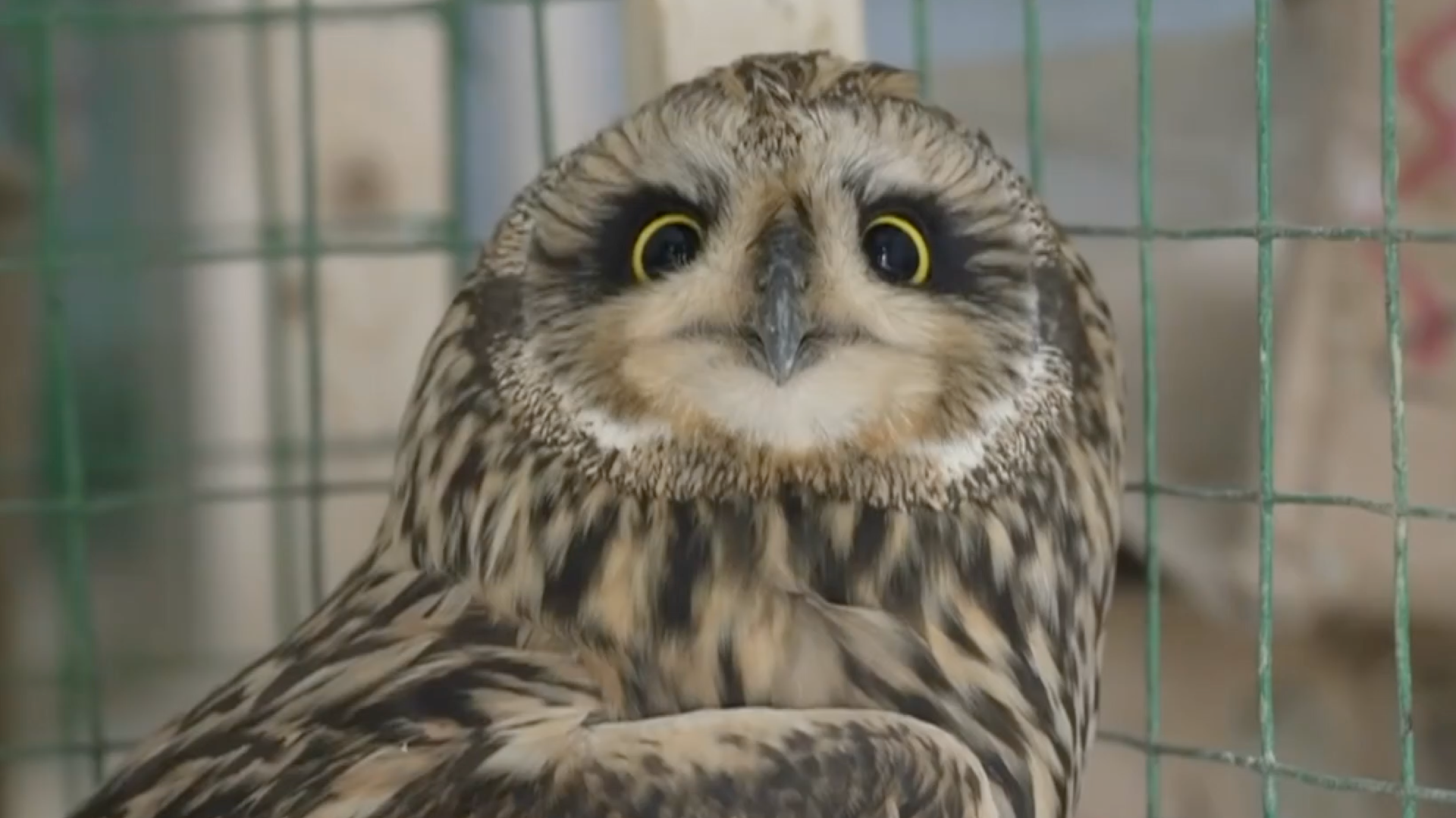 A lucky rescue of two owls in E China - CGTN