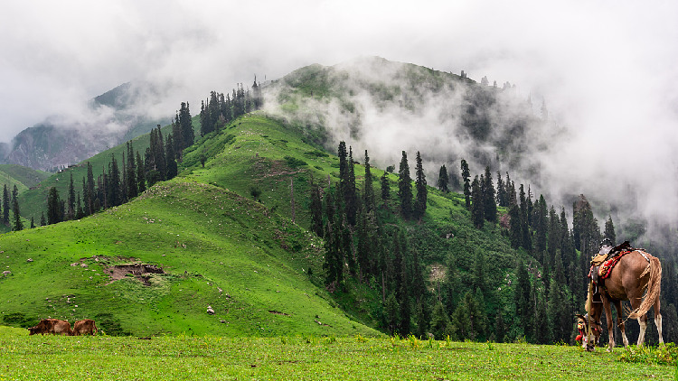 Pakistan to plant over 540 million trees from February to April - CGTN
