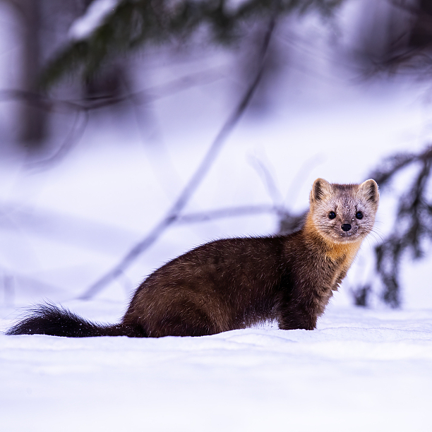 Elusive sable spotted in north China - CGTN