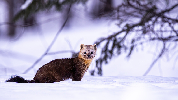Elusive sable spotted in north China - CGTN