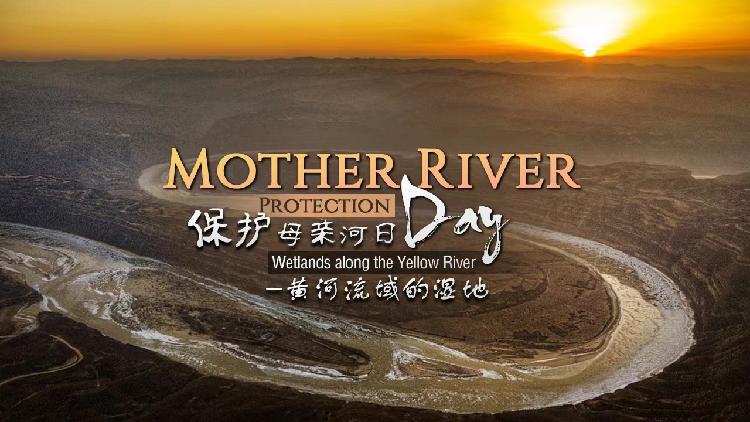 Mother River Protection Day: Cherished wetlands along the Yellow River ...