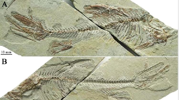 New fossil fish species found in Qinghai-Tibet Plateau - CGTN
