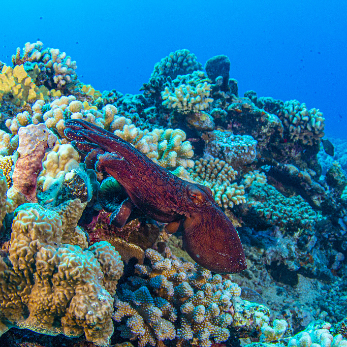 Octopus ancestors lived before era of dinosaurs, study shows - CGTN