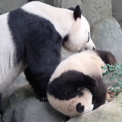 First giant panda born in Singapore debuts with mother - CGTN