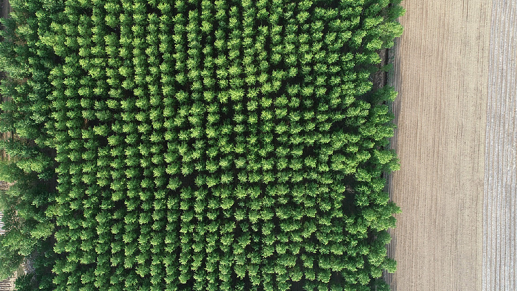 China achieves 3.6 million hectares of afforestation in 2021 - CGTN