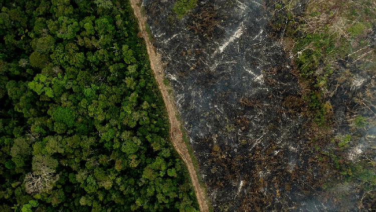 Amazon resilience declines, deforestation hits record high in February ...