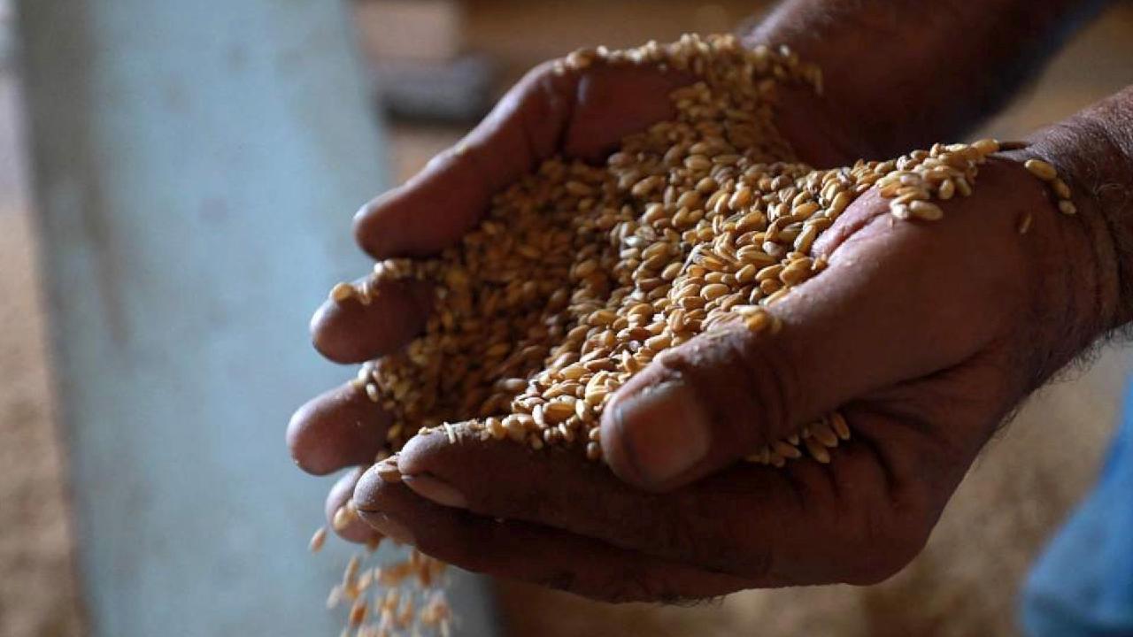 FAO expert analyzes impact of Russia-Ukraine conflict on food security ...