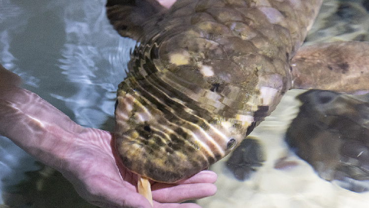 Meet Methuselah, the world's oldest living aquarium fish - CGTN