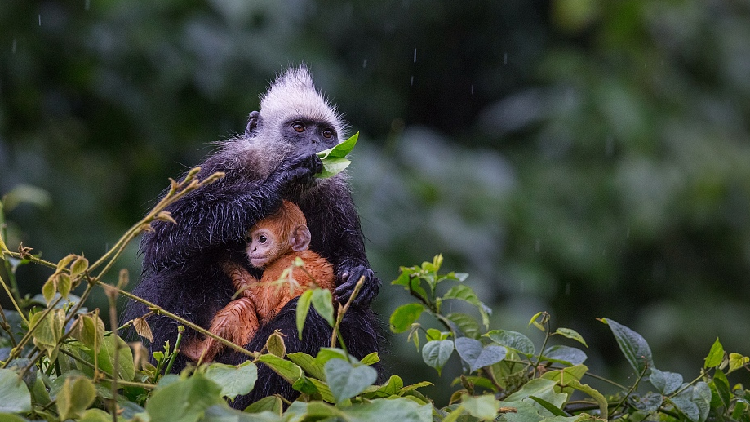 New season brings bigger feast for monkeys in southern China - CGTN