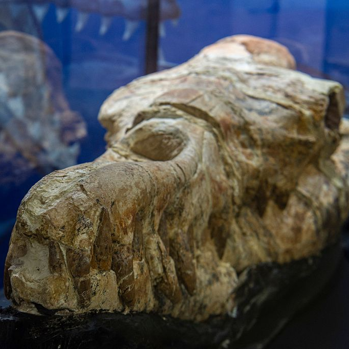 36-million-year-old whale fossil found in Peruvian desert - CGTN