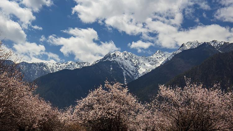 Places to enjoy the transient beauty of flowers in Spring - CGTN