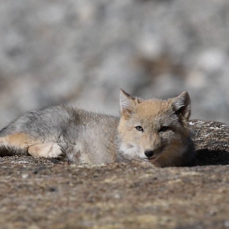 Meet 'plateau celebrities,' wild Tibetan fox cubs in NW China's Gansu ...