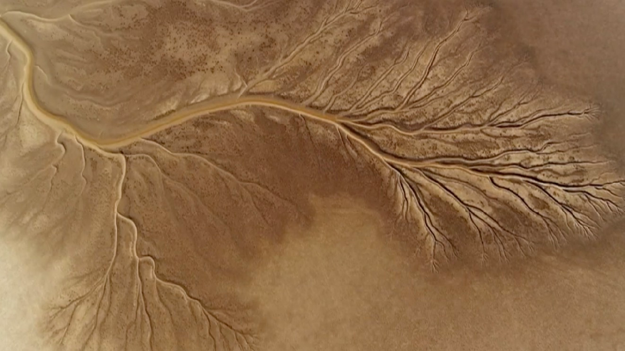 Paintings of nature: Tidal trees at the mouth of the Yellow River - CGTN