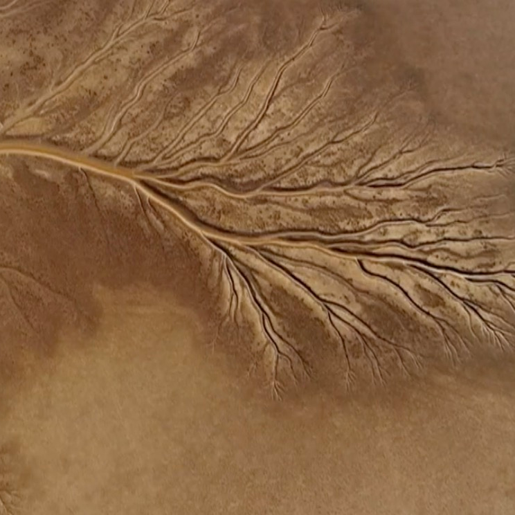 Paintings of nature: Tidal trees at the mouth of the Yellow River - CGTN