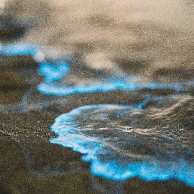 Luminous 'blue tears' light up sea in east China - CGTN