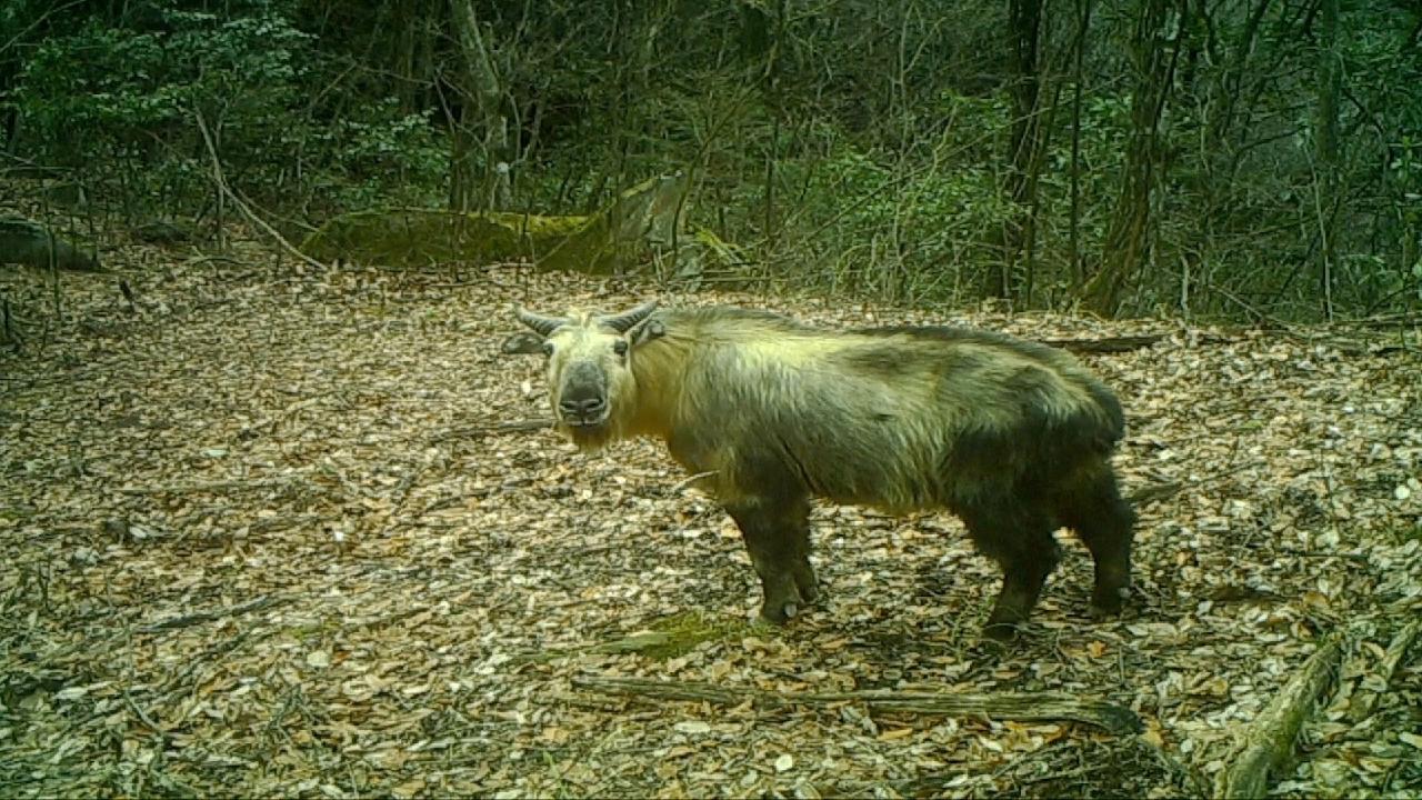 Rare wild takins captured strolling, foraging in NW China - CGTN