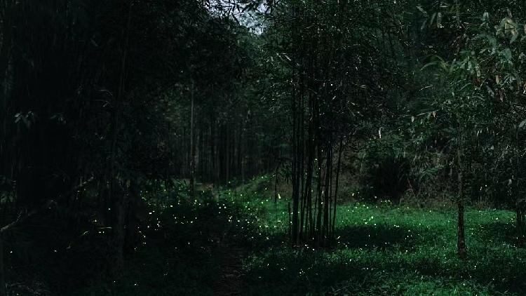 Live: Meeting amazing fireflies in SW China's Sichuan - CGTN
