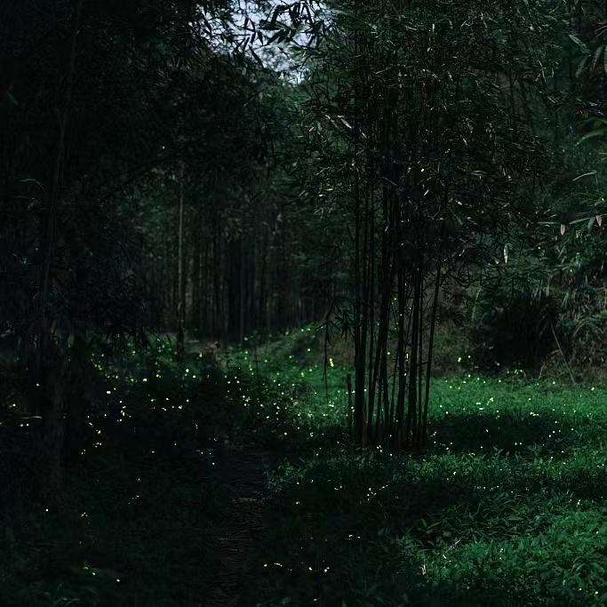 Live: Meeting amazing fireflies in SW China's Sichuan - CGTN