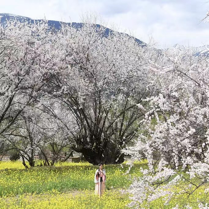 Live: Savor the peach blossoms in SW China's Nyingchi - CGTN