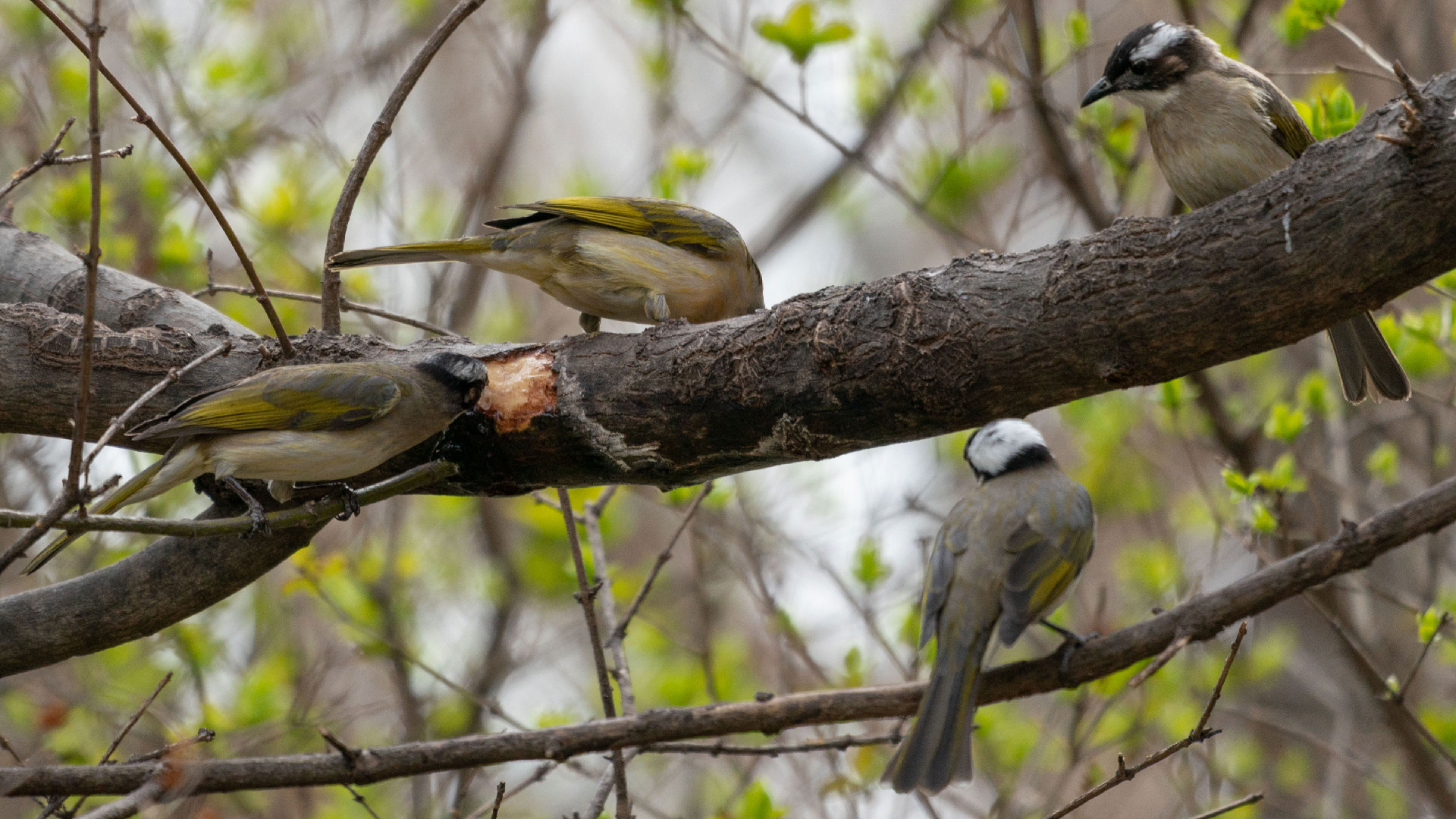 Birds feed and fly in Beijing's springtime - CGTN