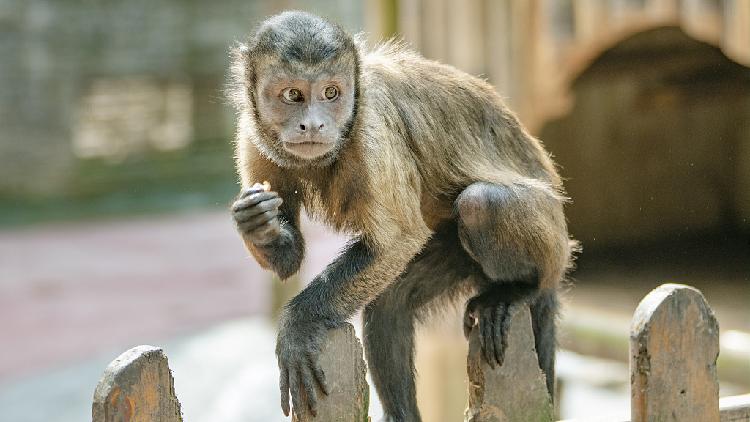 Black-capped capuchins delight in the warmth of spring in SW China - CGTN