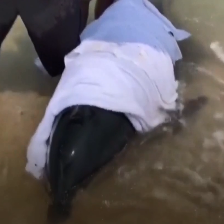 Stranded, injured Indo-Pacific bottlenose dolphin rescued in S China - CGTN